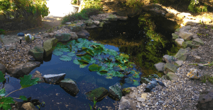 NicePonds – Pond Design & Installation, Refurbishment And Maintenance
