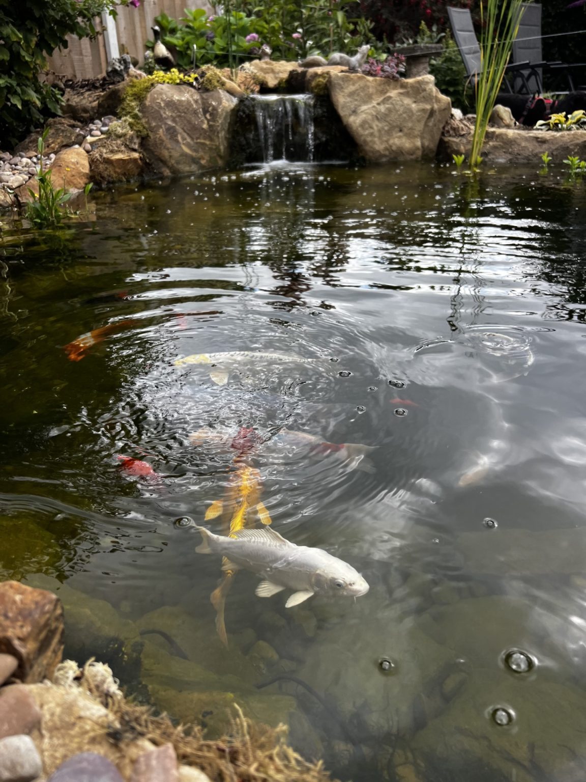 NicePonds – Pond Design & Installation, Refurbishment And Maintenance